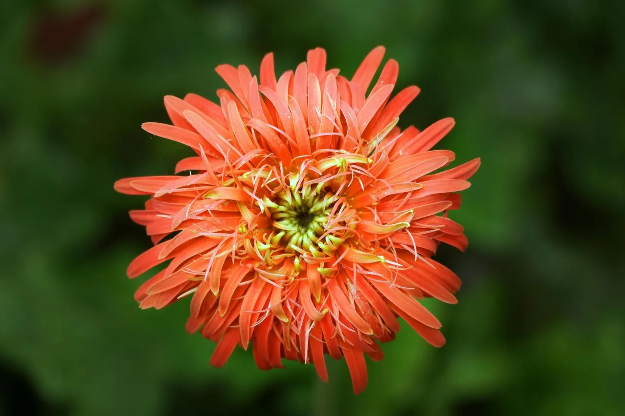 Plant Finder