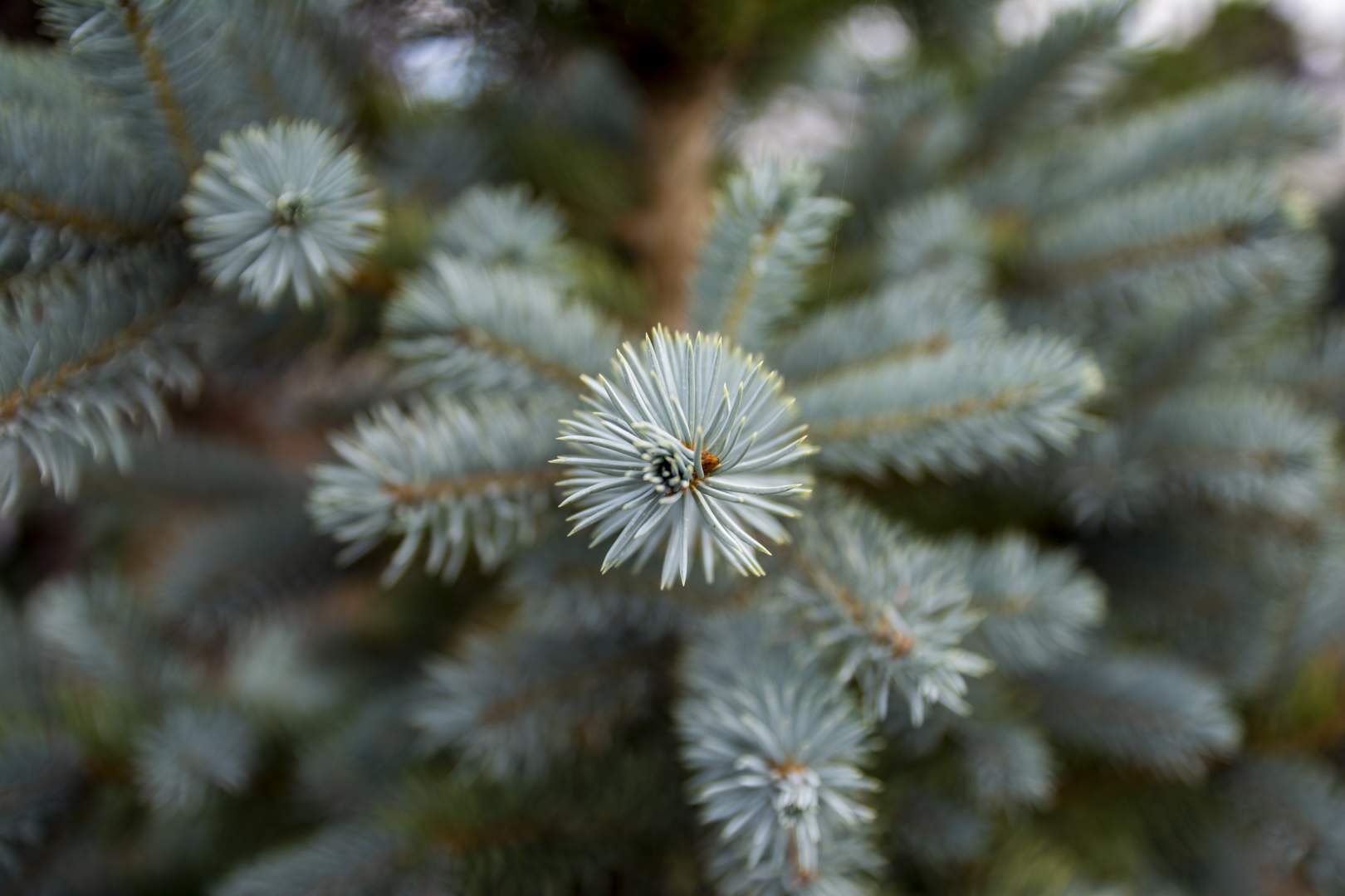 Fire Mitigation and Fire-Resistant Landscaping, Colorado Springs ...