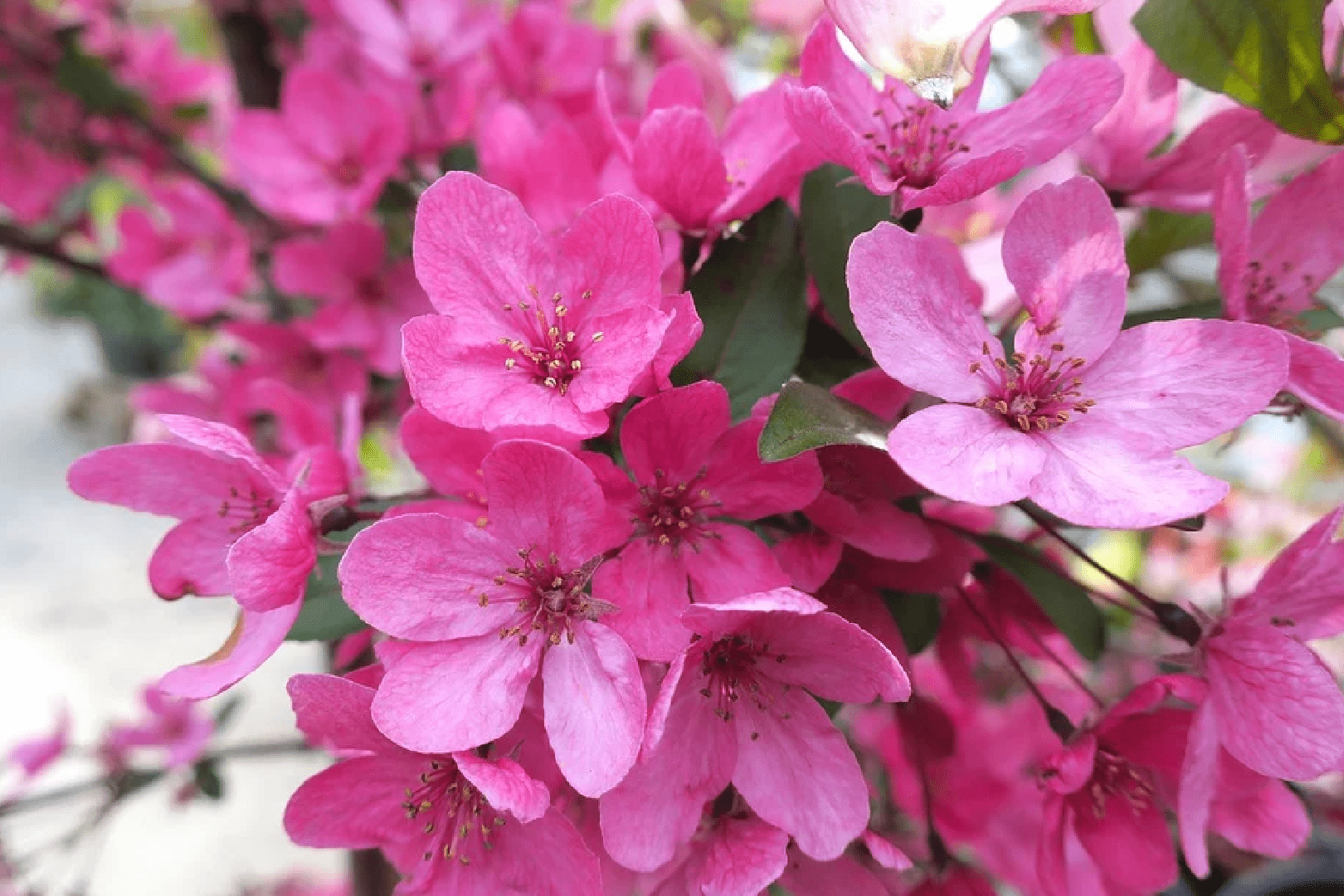 Planting for Spring Color - Timberline Landscaping