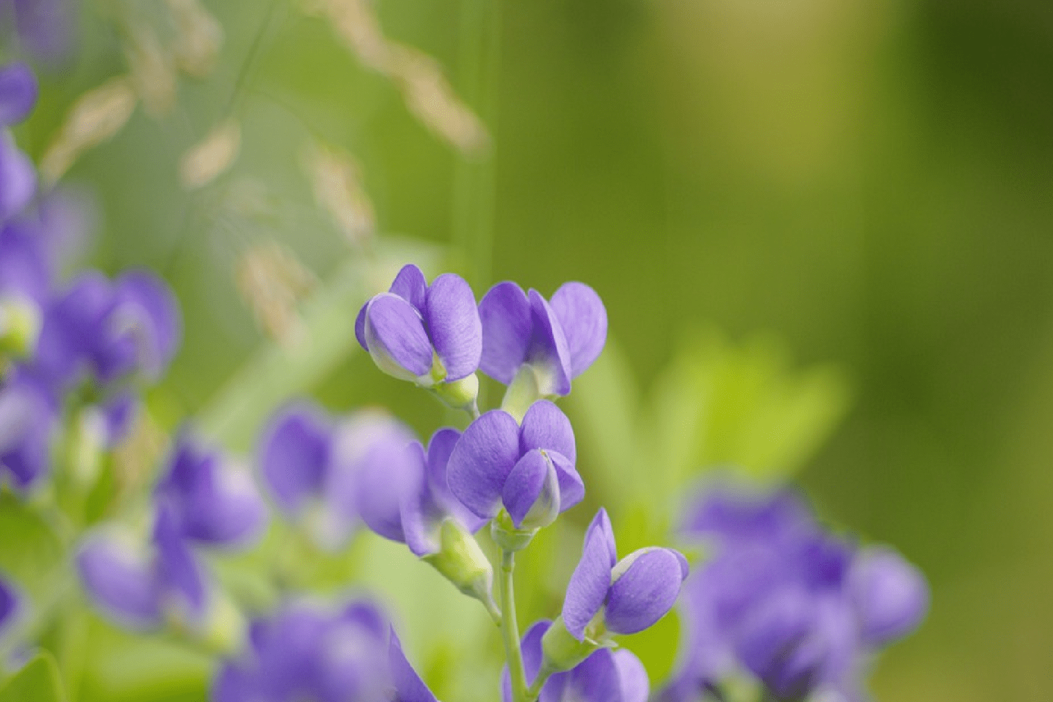 Perennial Bloom Calendar: Colorado Springs - Timberline Landscaping