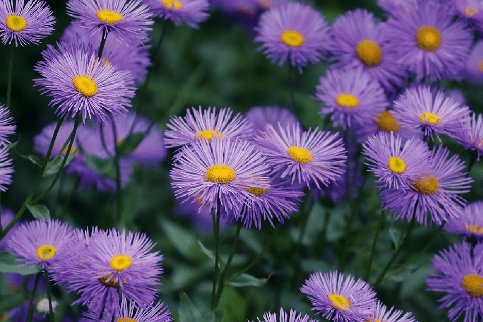 Perennial Bloom Calendar: Colorado Springs - Timberline Landscaping