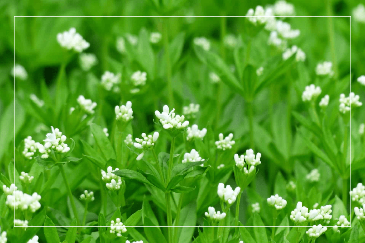 Plants That Thrive in the Shade: Planting a Shade Garden - Timberline ...