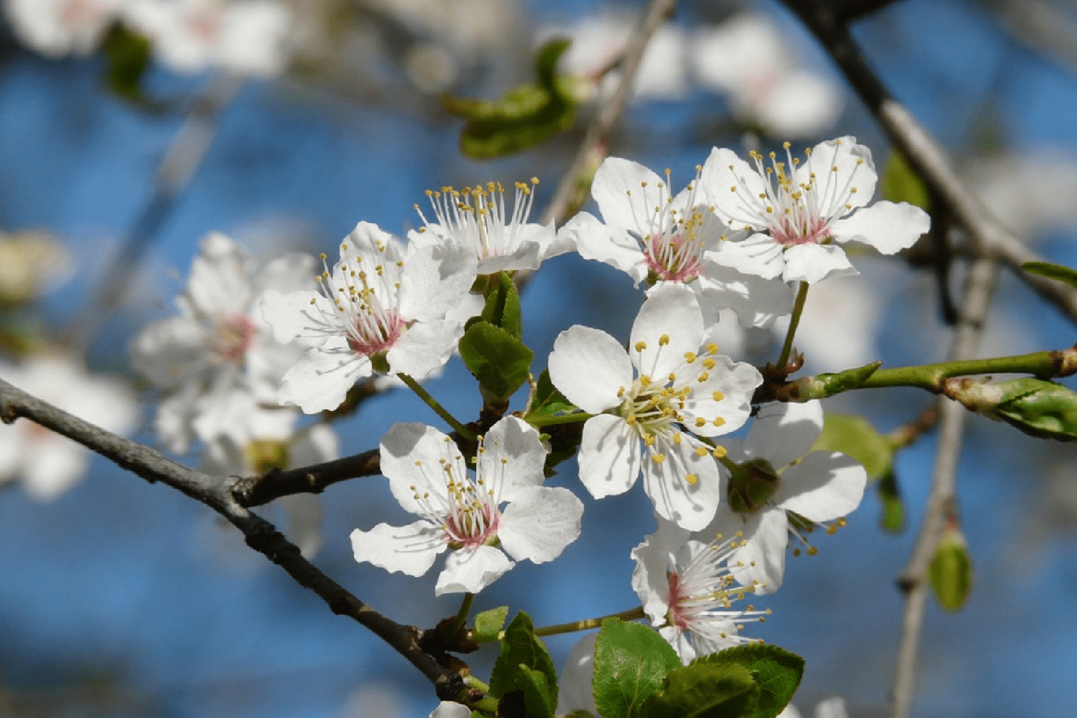 Landscaping with Colorado Native Plants - Timberline Landscaping