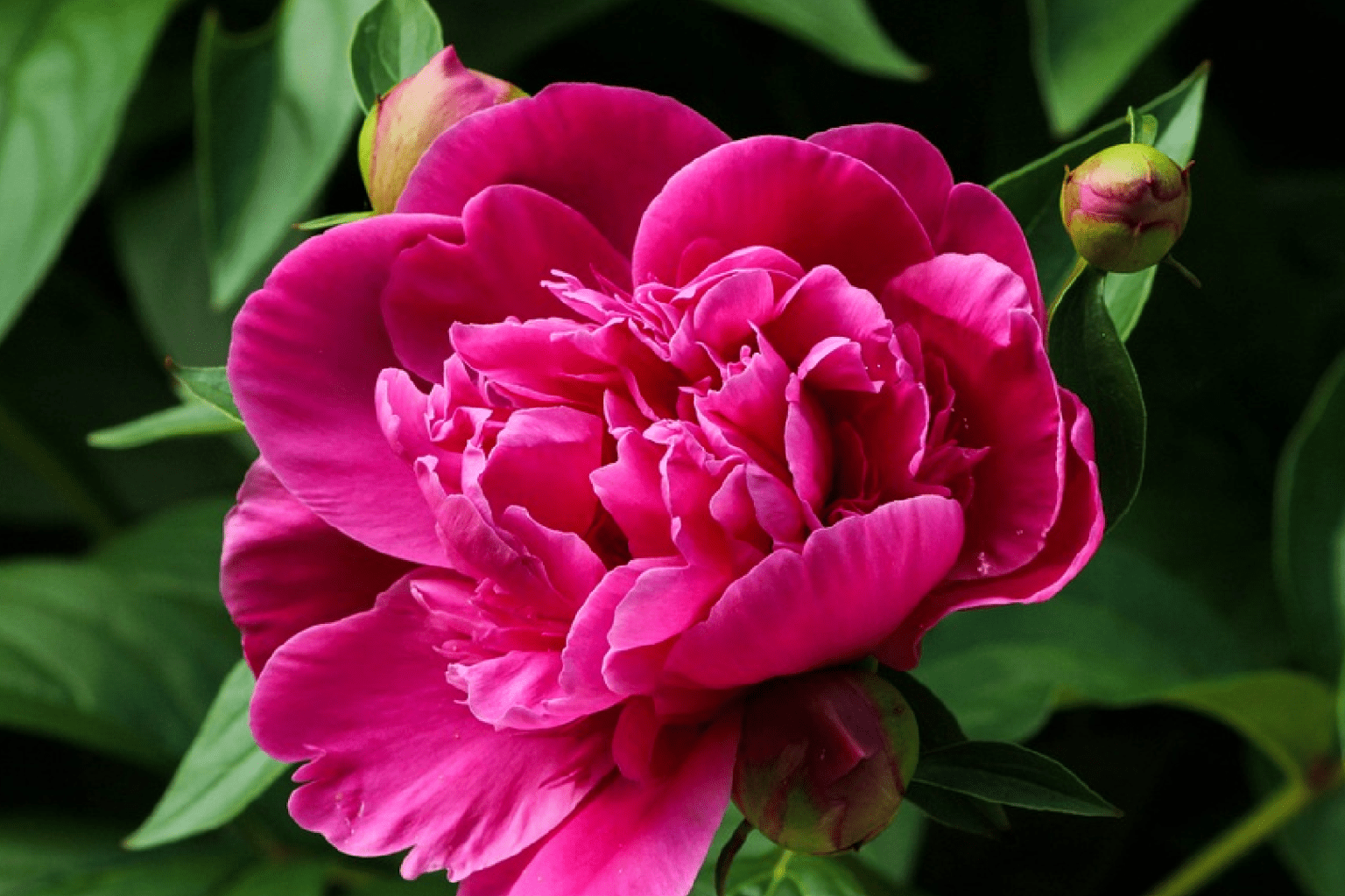 Perennial Bloom Calendar: Colorado Springs - Timberline Landscaping