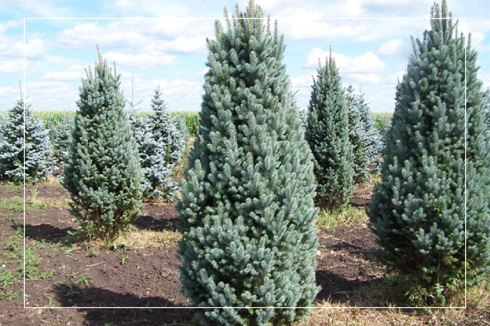 Choosing the Right Size Tree for Your Colorado Springs Landscape ...