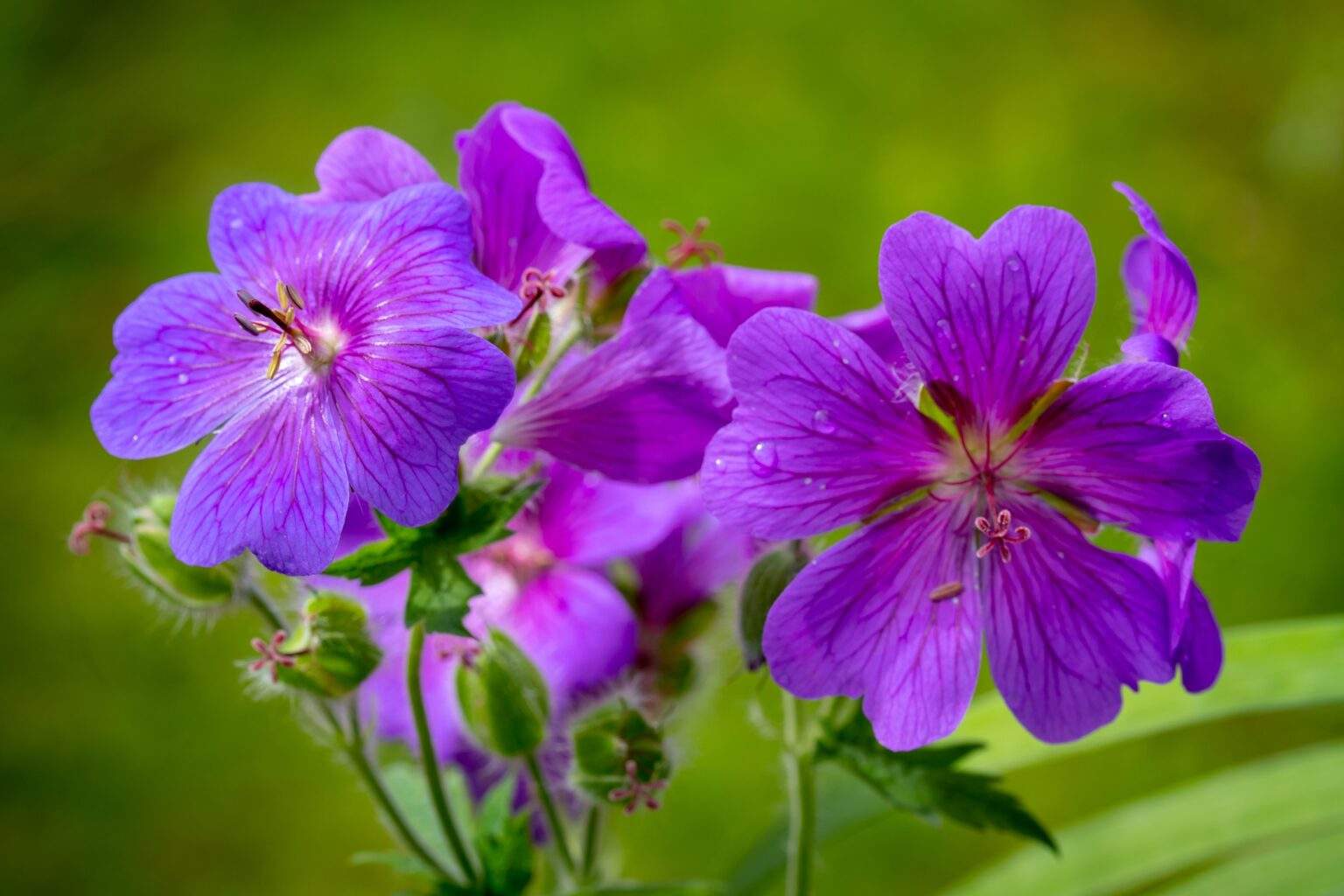 Perennial Bloom Calendar: Colorado Springs - Timberline Landscaping