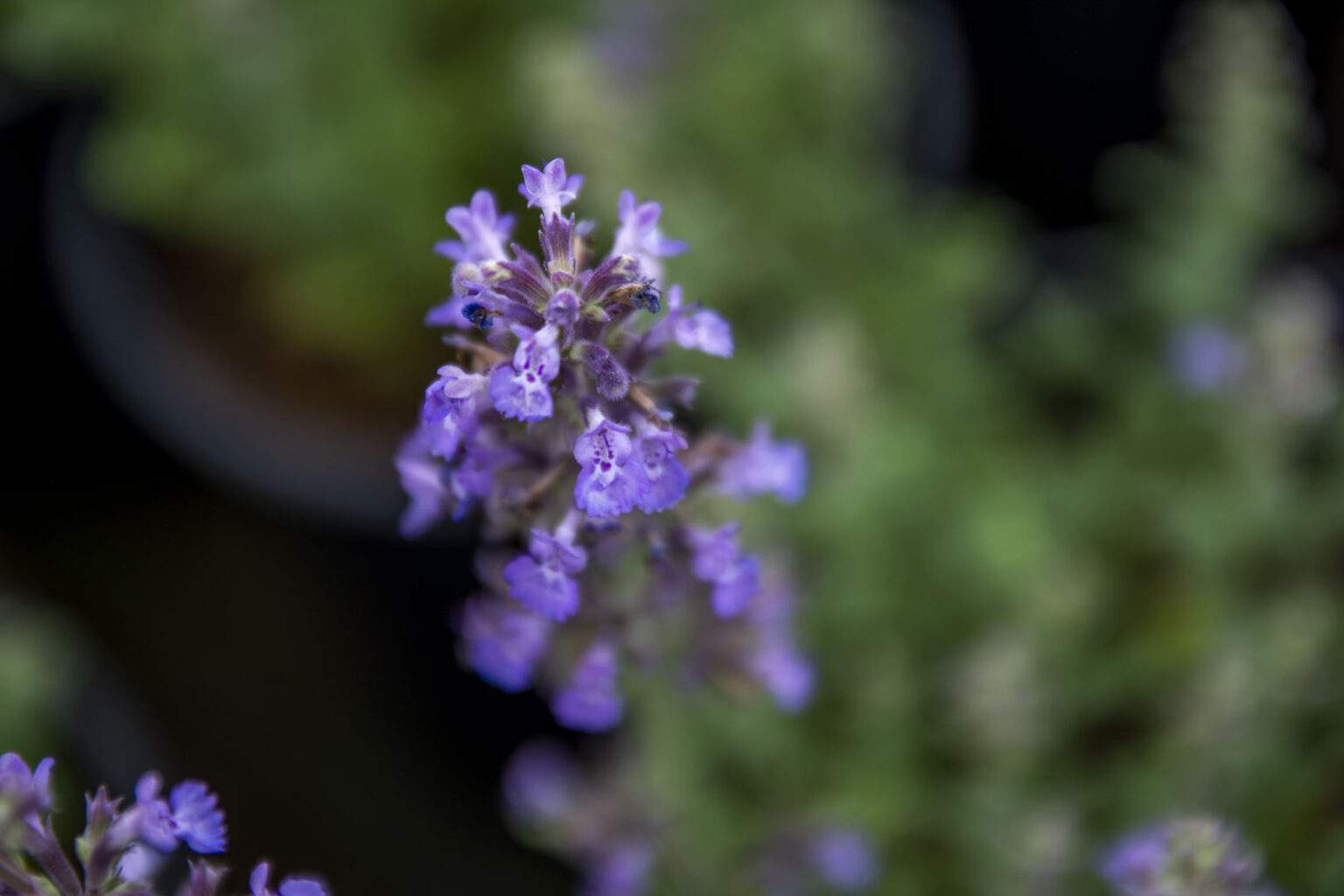 Perennial Bloom Calendar: Colorado Springs - Timberline Landscaping