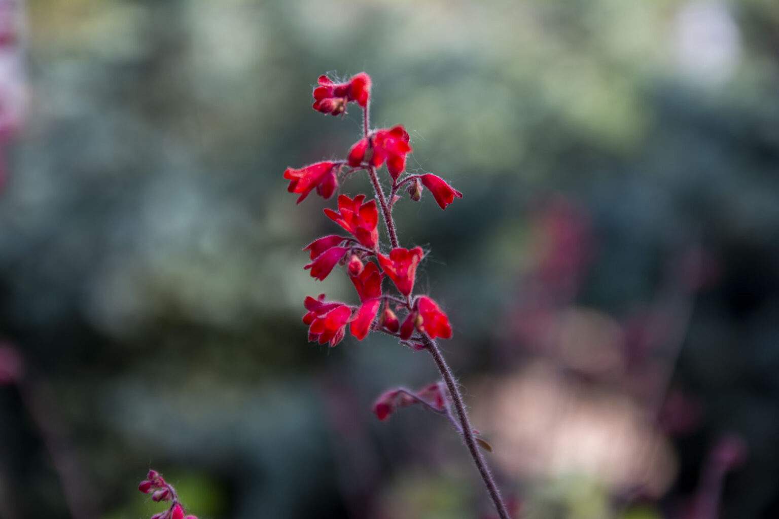 Perennial Bloom Calendar: Colorado Springs - Timberline Landscaping