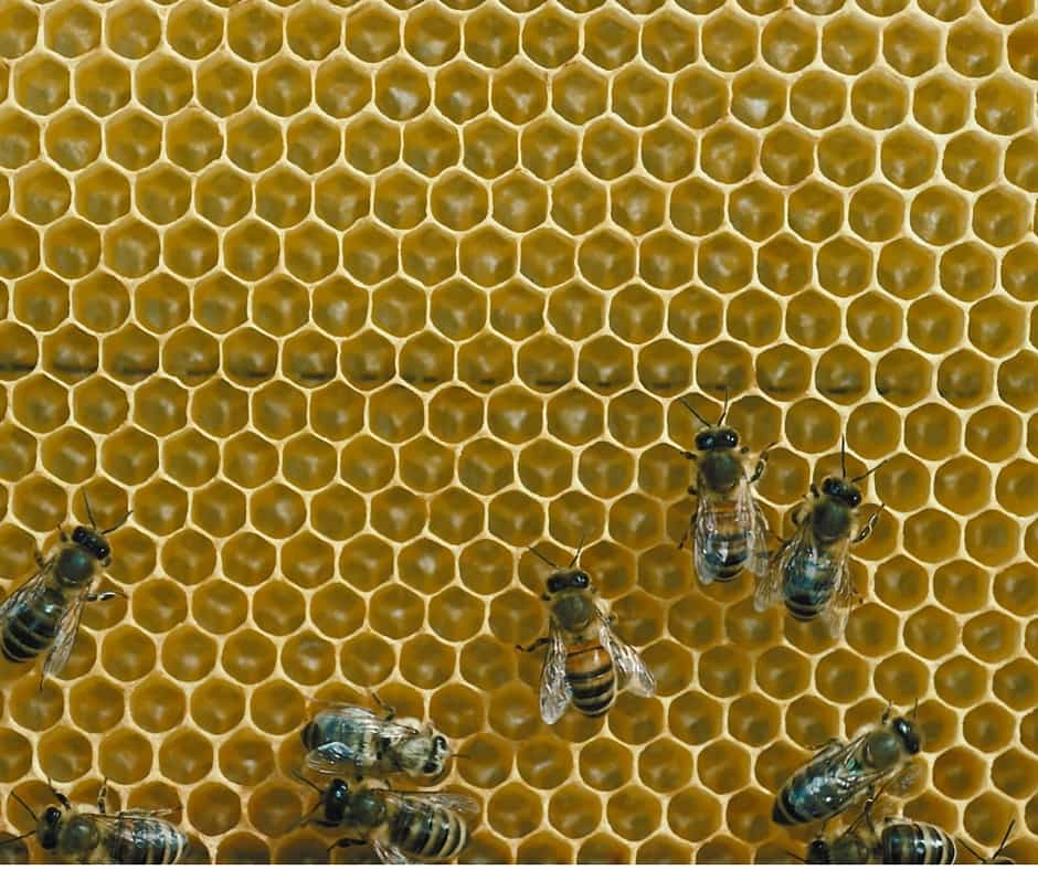 Bees on honeycomb - Timberline Landscaping
