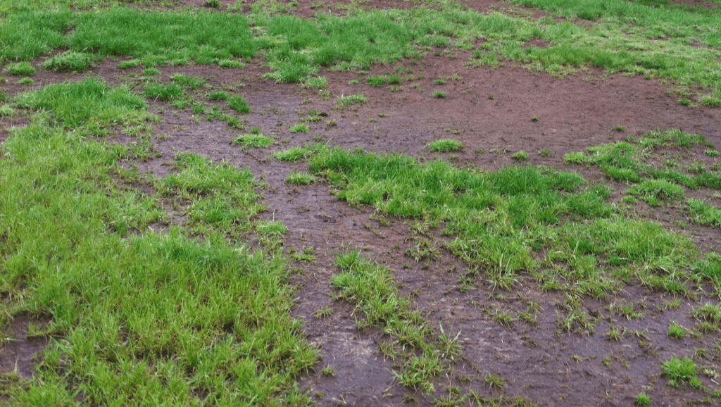What’s Wrong with my Lawn? – Timberline Landscaping