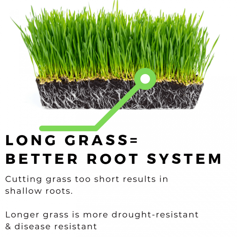 longer grass results in a better root system info - Timberline Landscaping