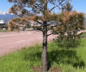 Storm Damage to Trees: Common Problems and Solutions - Timberline ...