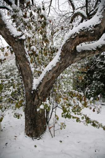 snow-tree - Timberline Landscaping