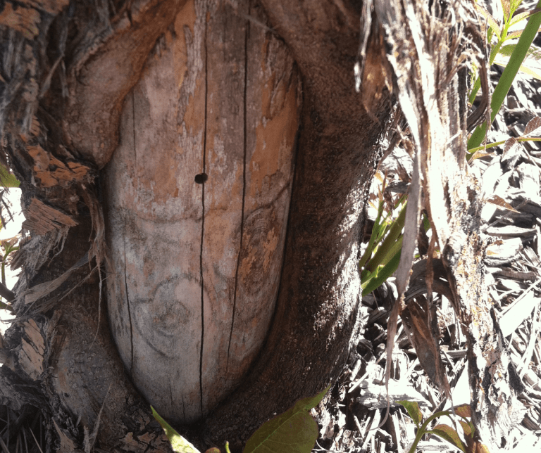 Storm Damage to Trees: Common Problems and Solutions - Timberline ...