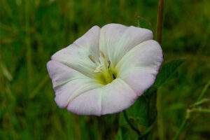 A Guide To Noxious Weeds - Timberline Landscaping