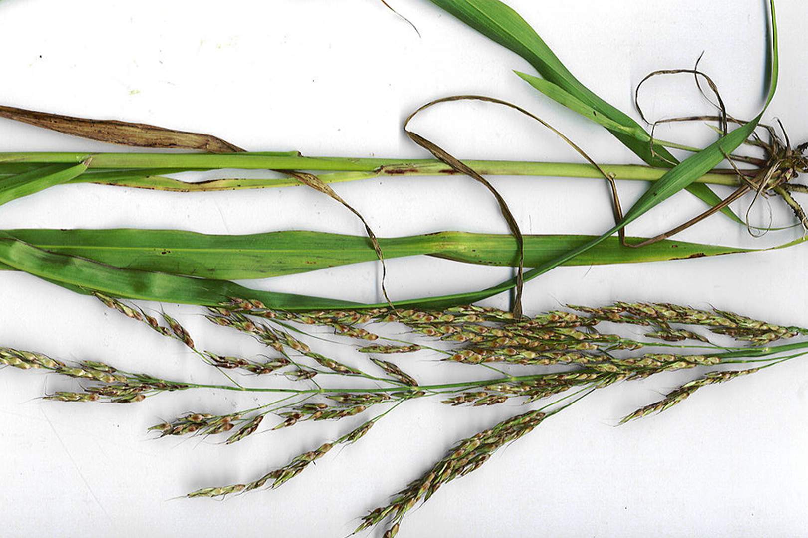 A Guide To Noxious Weeds - Timberline Landscaping