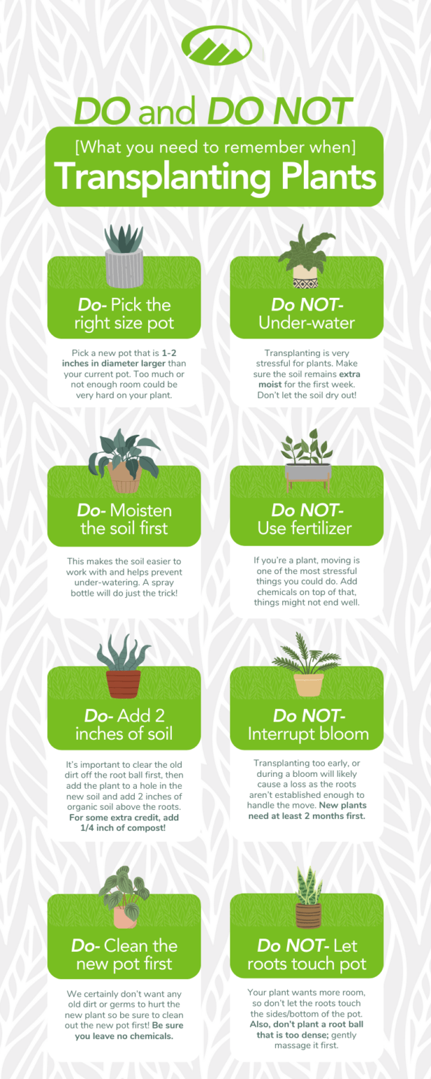 Step-By-Step Guide To Repotting All Your Plants [With 8 Do and Do Not’s ...