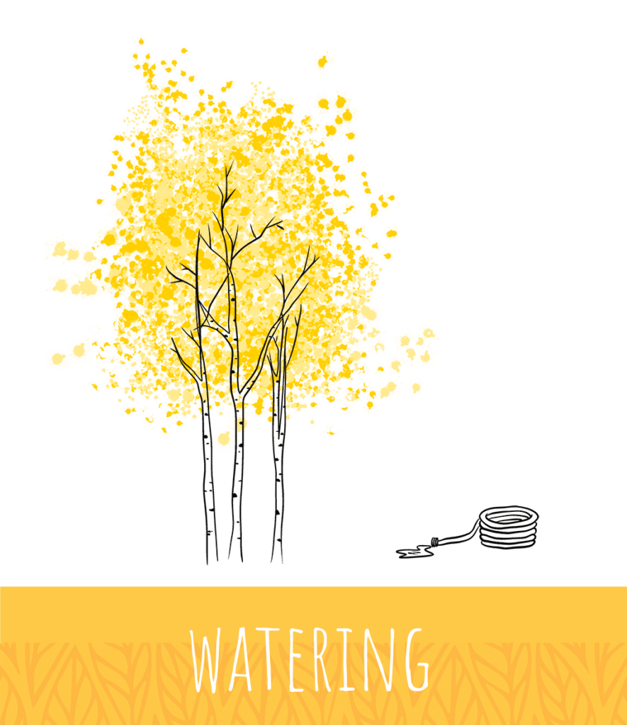 All About Aspens [Advanced Care Tips and Tricks] Beautiful Trees ...