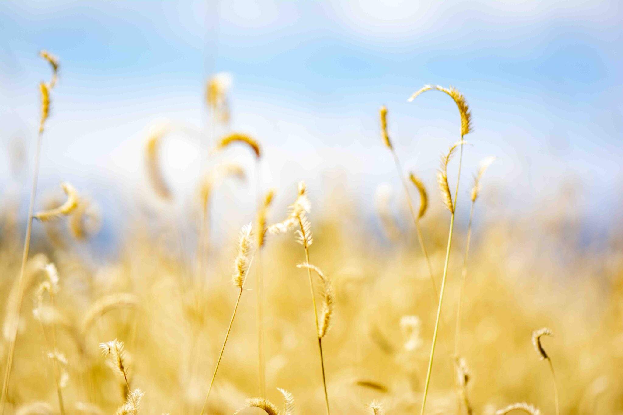 Our 5 Favorite Amazing Colorado Ornamental Grasses [Including How To ...