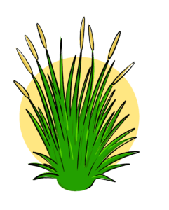 Our 5 Favorite Amazing Colorado Ornamental Grasses [Including How To ...