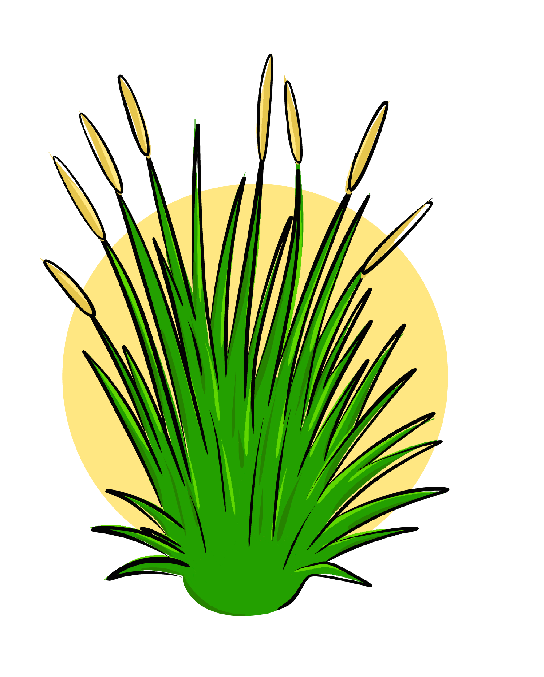 Our 5 Favorite Amazing Colorado Ornamental Grasses [Including How To ...