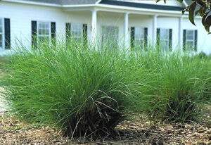 Our 5 Favorite Amazing Colorado Ornamental Grasses [Including How To ...