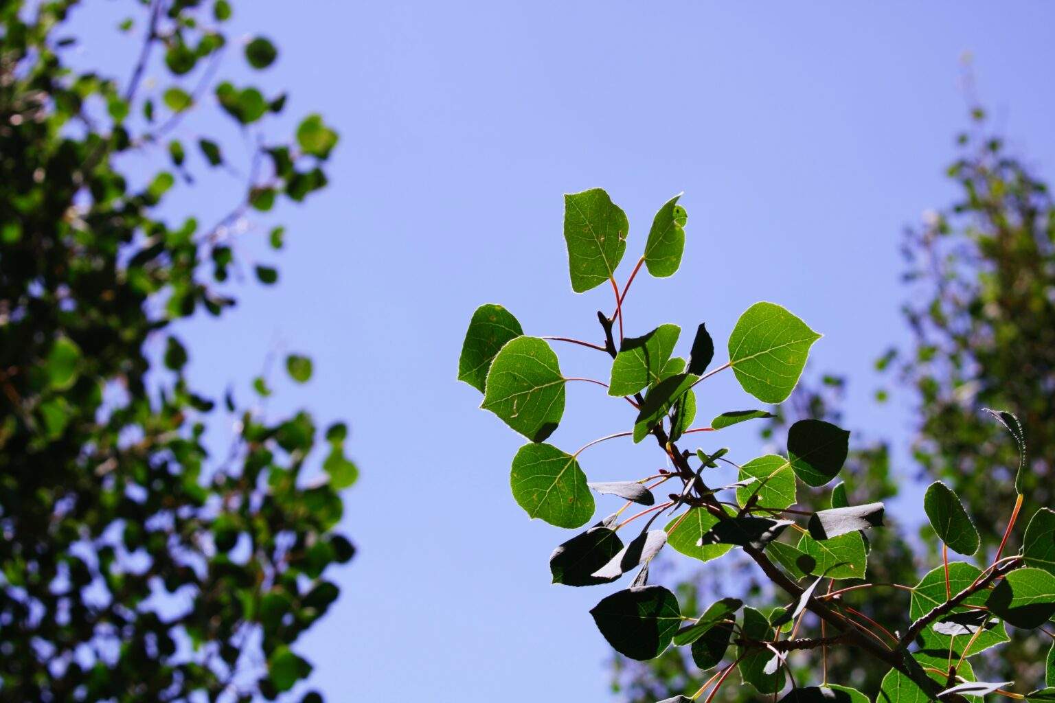 All About Aspens [Advanced Care Tips and Tricks] Beautiful Trees ...
