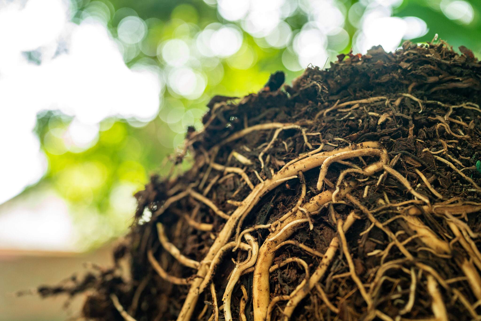 Plant Establishment in Colorado Springs: Why It Takes 3–5 Years for ...